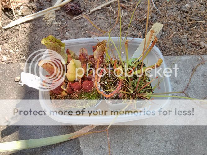 My Nepenthes - FlyTrapCare Forums